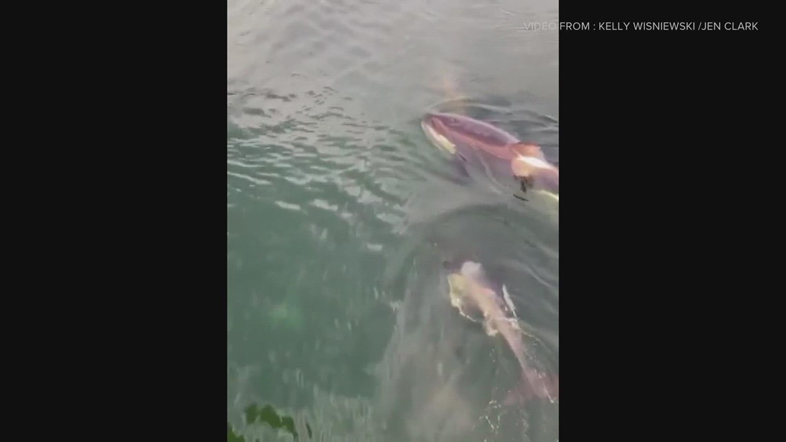 Transient orcas seen up close near Pierce County's Fox Island | king5.com