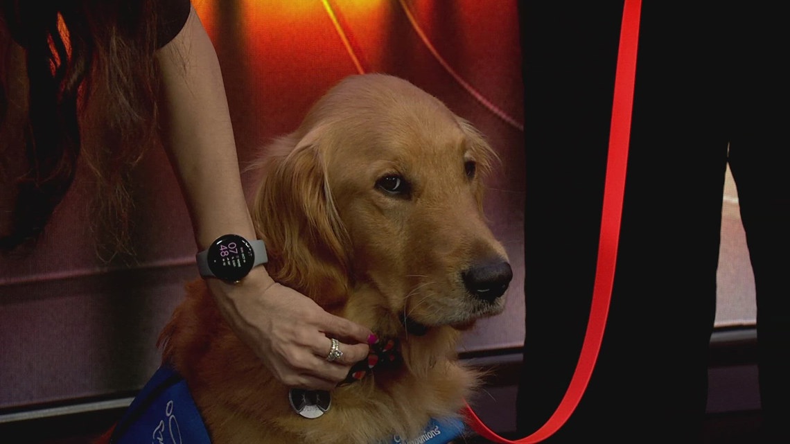 Dedicated Seattle Children's Canine Companion facility dog 'Nash ...