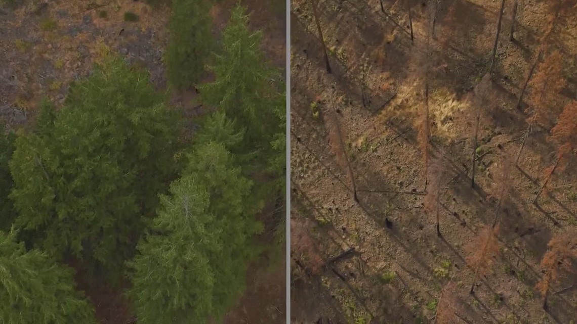 Why some forest land fared better in the Schneider Springs wildfire ...