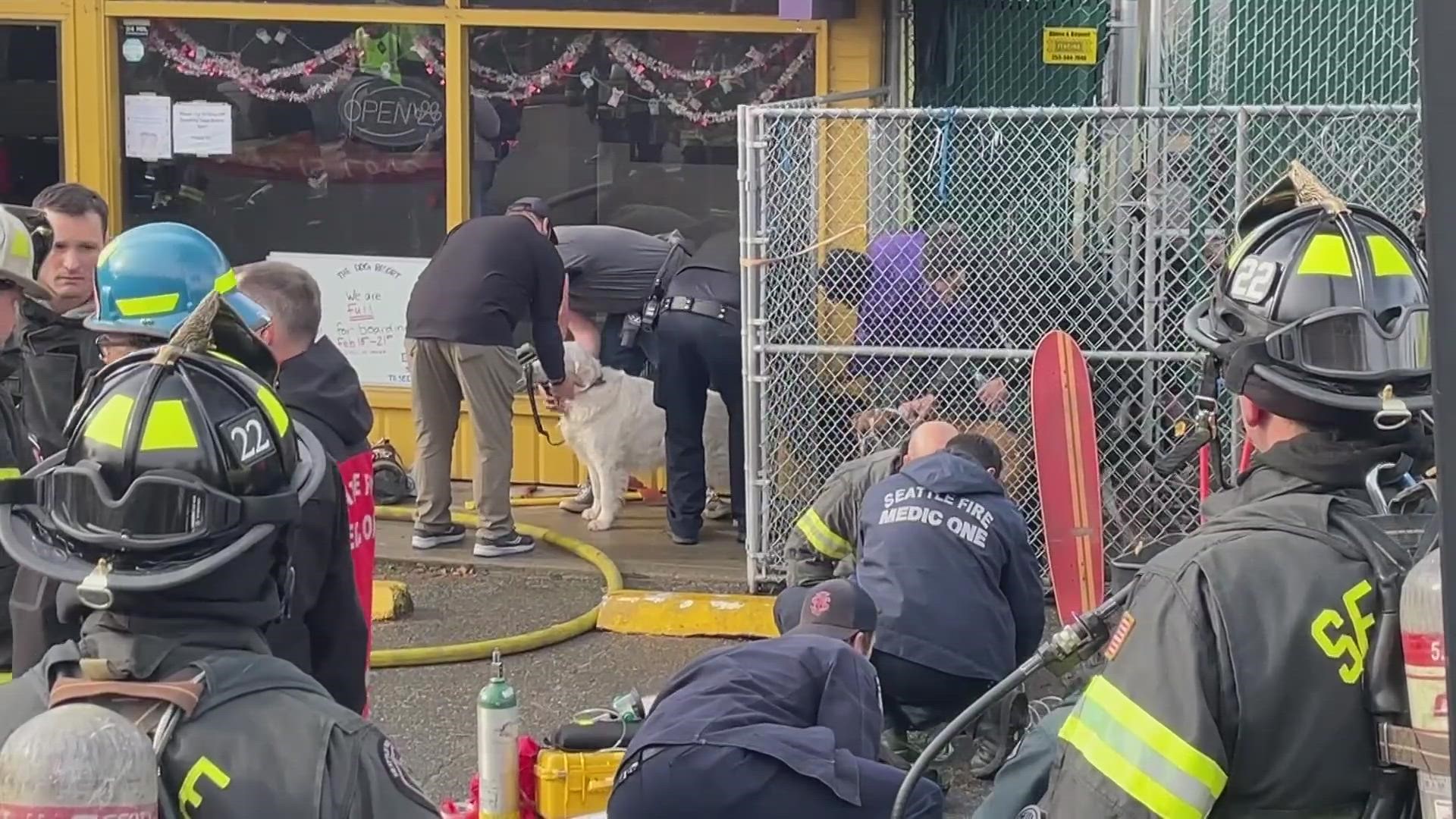 Crews rescue dogs after fire at Seattle dog daycare facility | king5.com