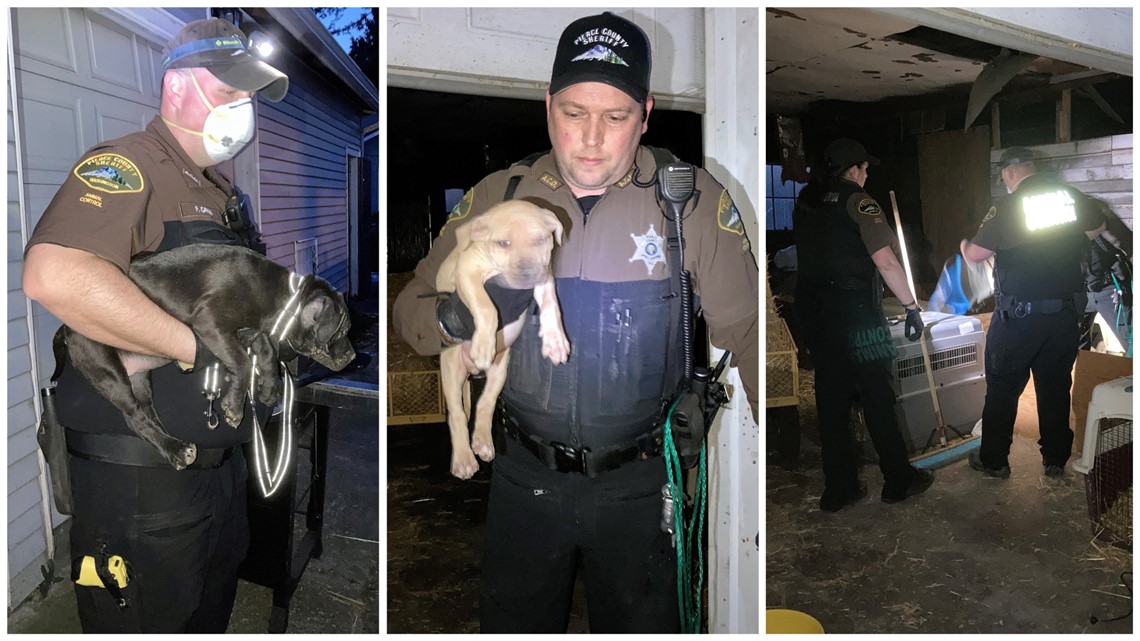 Tacoma man sentenced in animal cruelty case | king5.com