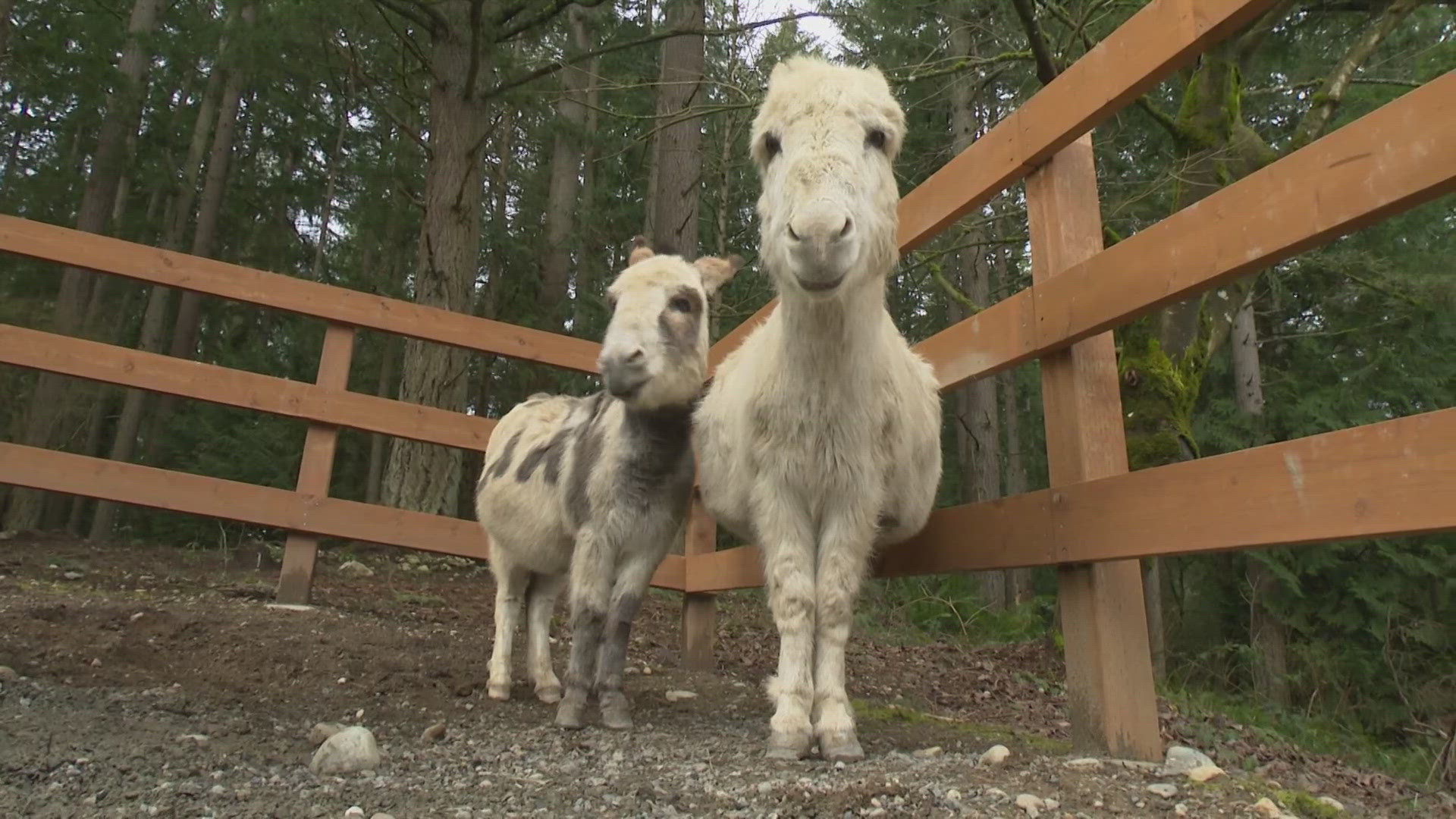 Stolen donkeys reunited with owner in Bellevue: 'I never stopped having ...