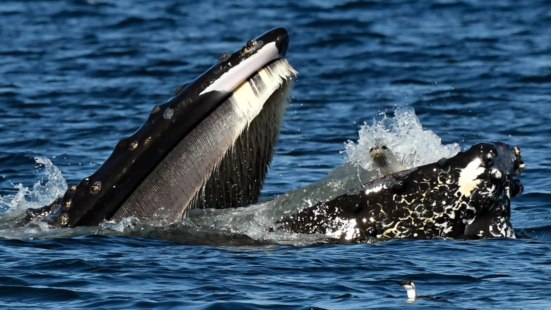 Washington humpback whale catches unsuspecting seal in mouth | king5.com