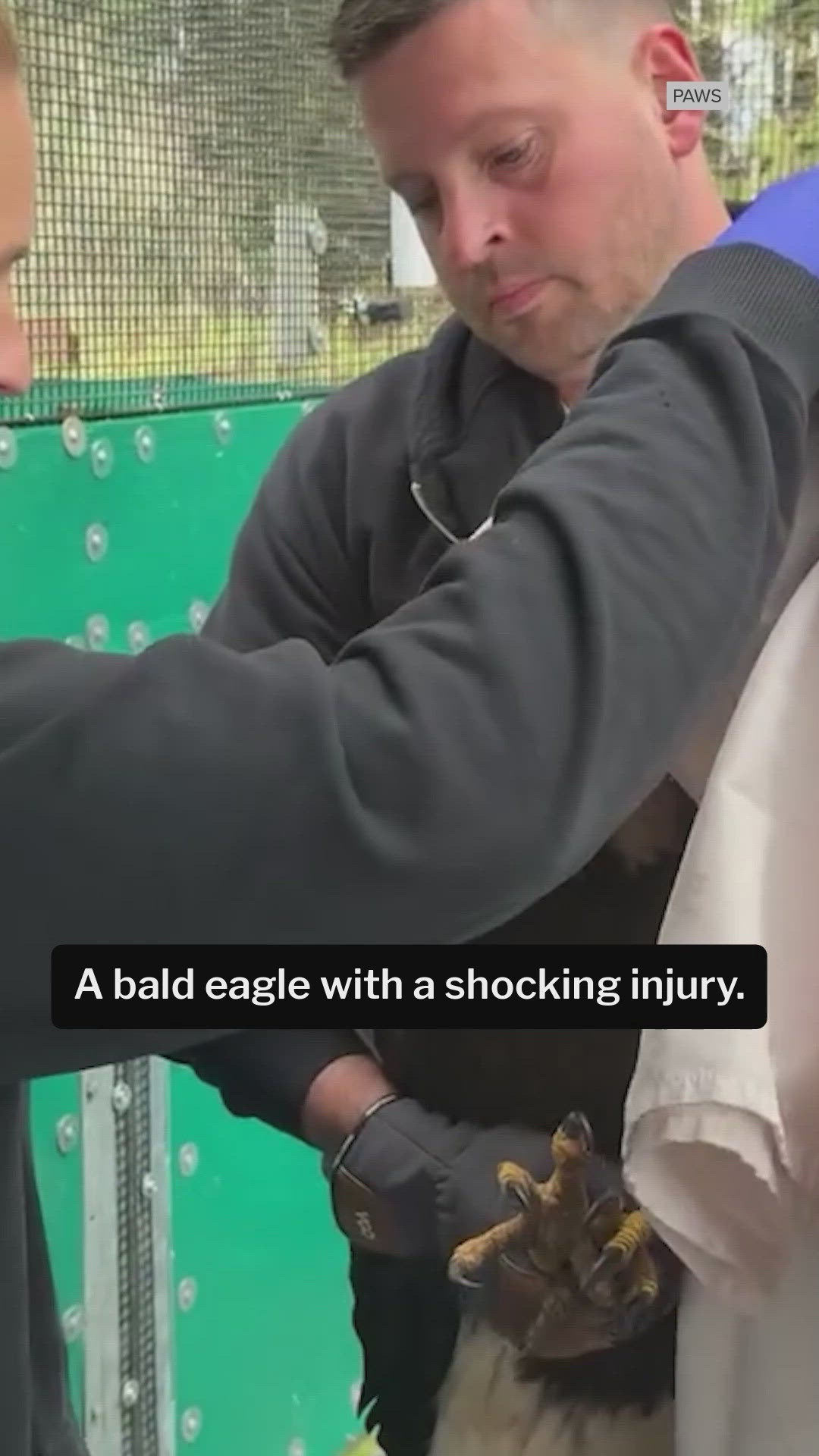 Rescued for a misaligned beak, a bald eagle is recovering after a ...