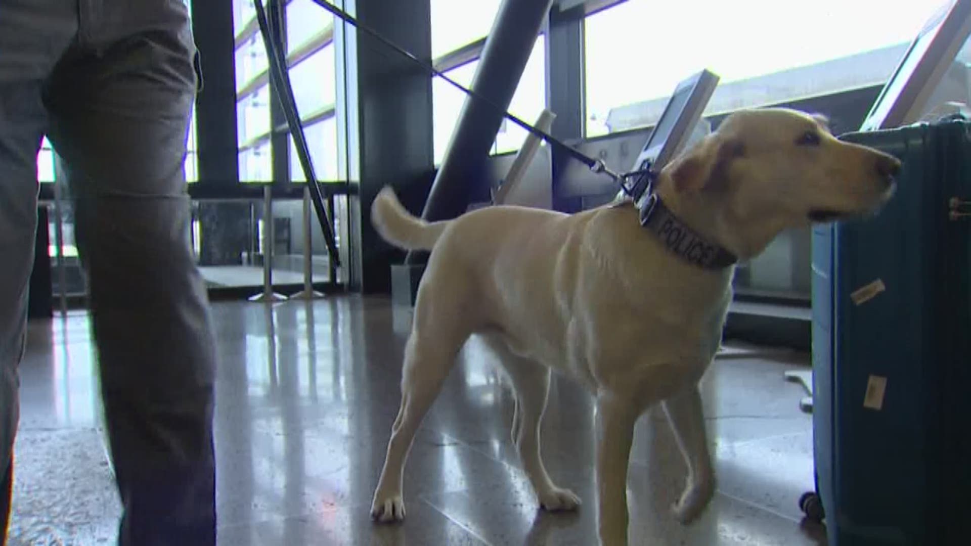 Bomb-sniffing dogs learn critical new skills at Sea-Tac Airport | king5.com