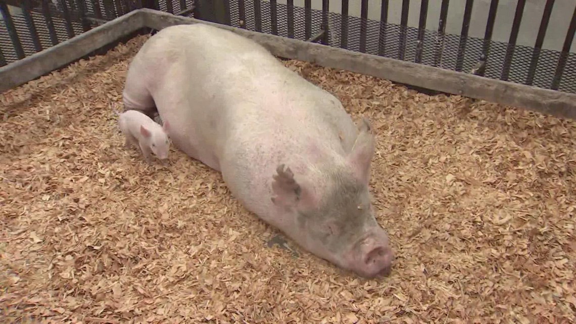 Newborn piglets ready for spotlight at Washington State Fair | king5.com