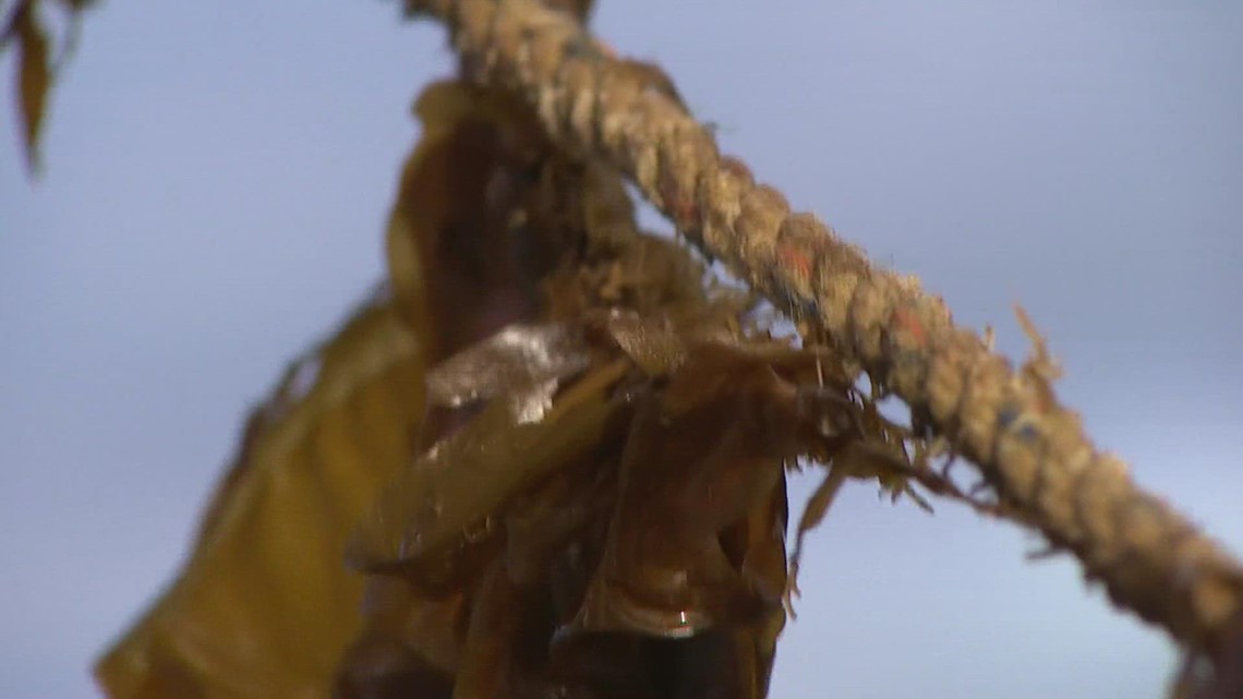 Interest in seaweed farming 'booming' | king5.com