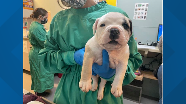 23 dogs in animal cruelty investigation ready for adoption in Tacoma ...