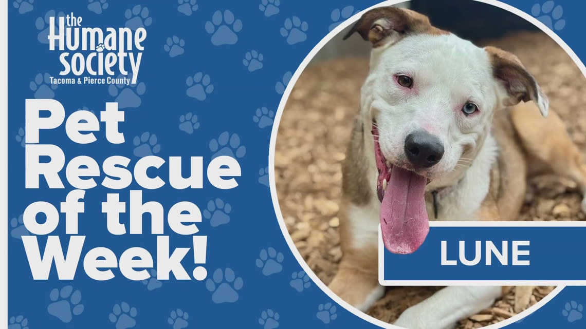 Pet Rescue of the Week: Lune | king5.com