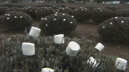 Marshmallow farming the fields of Puyallup | king5.com