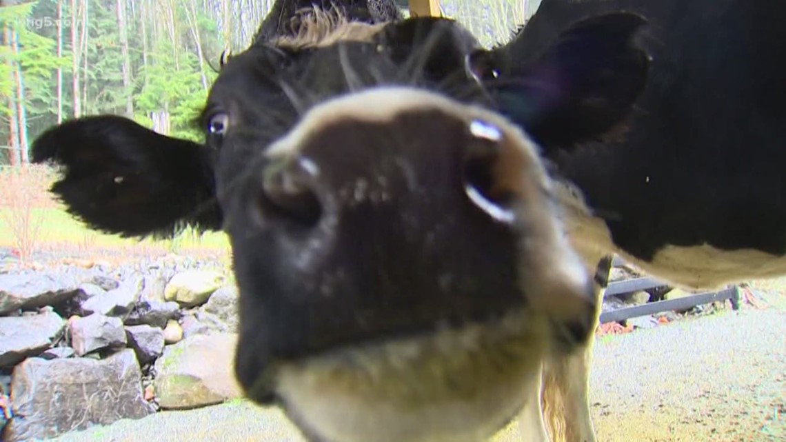 Animal sanctuary facing water shortage | king5.com