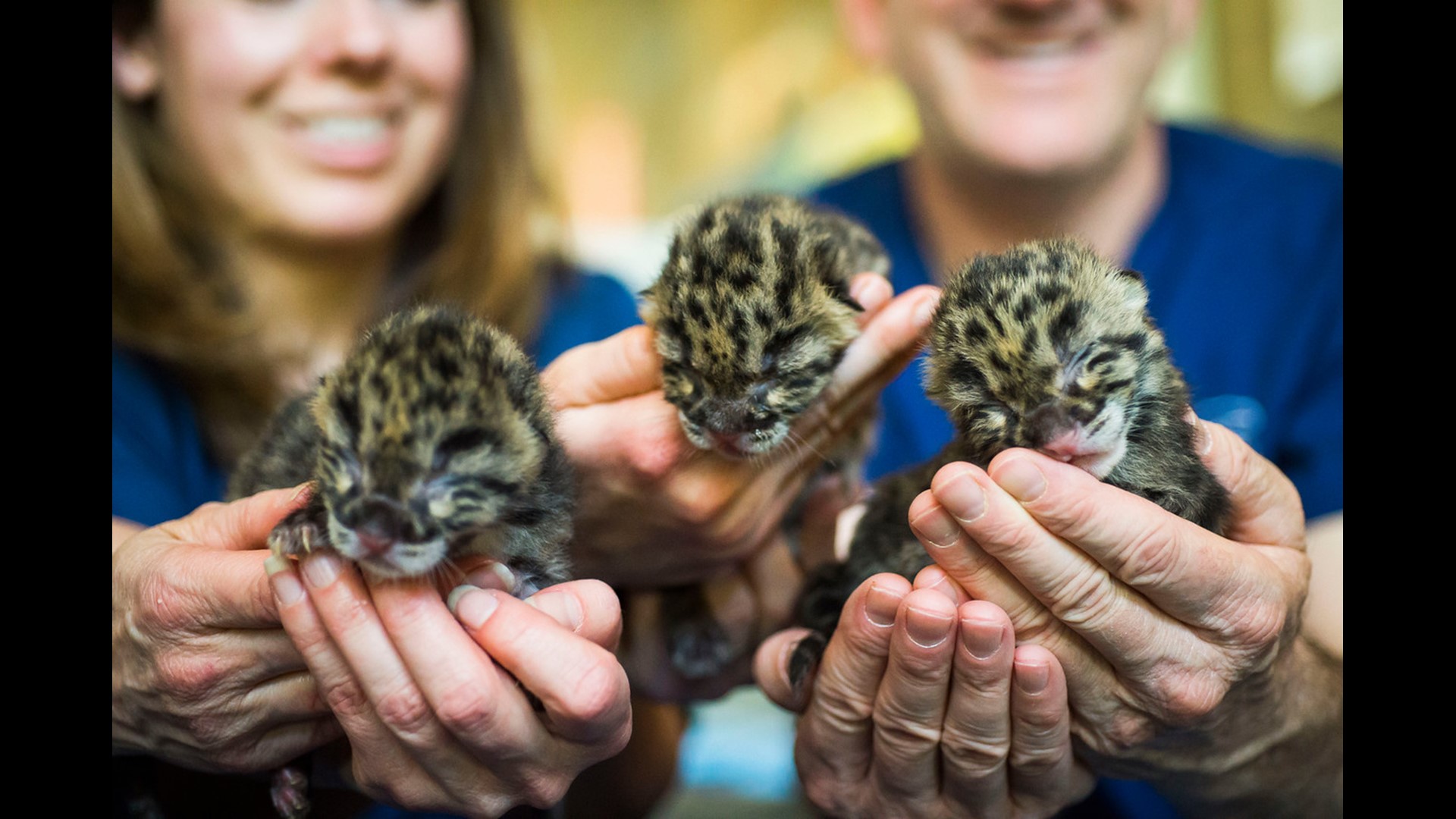3 endangered clouded leopards born at Point Defiance Zoo | king5.com