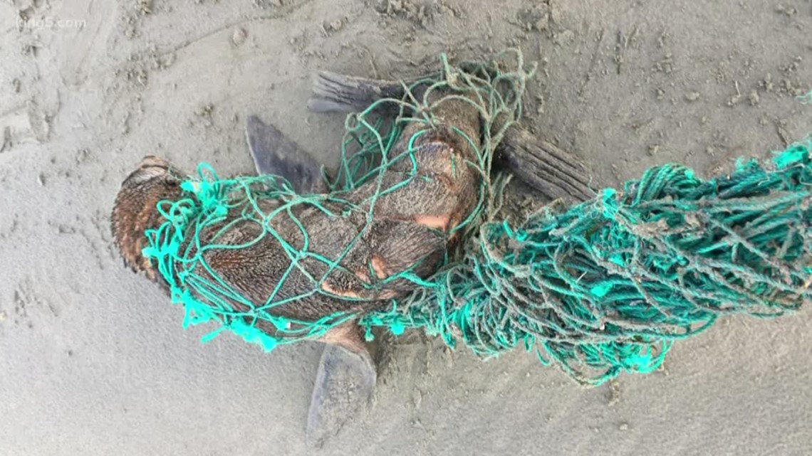 Ocean Shores officers save seal trapped in fishing net | king5.com
