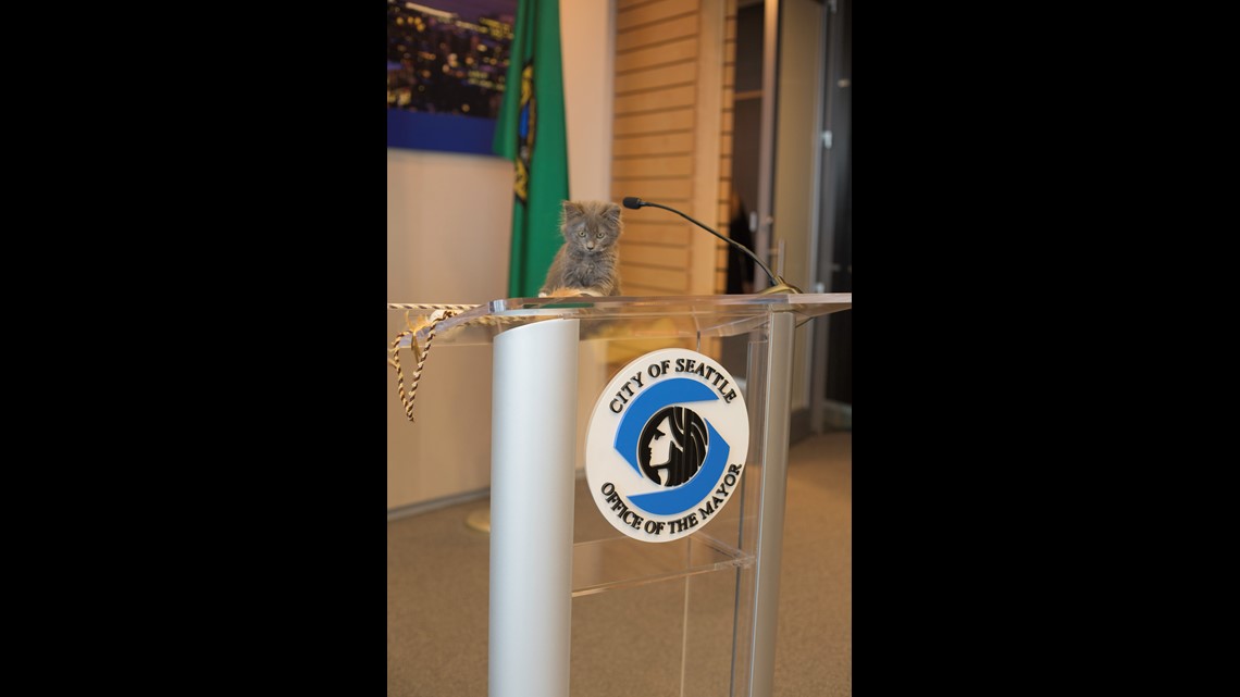 Cats takeover Seattle 'Kitty Hall' for annual adoption event | king5.com