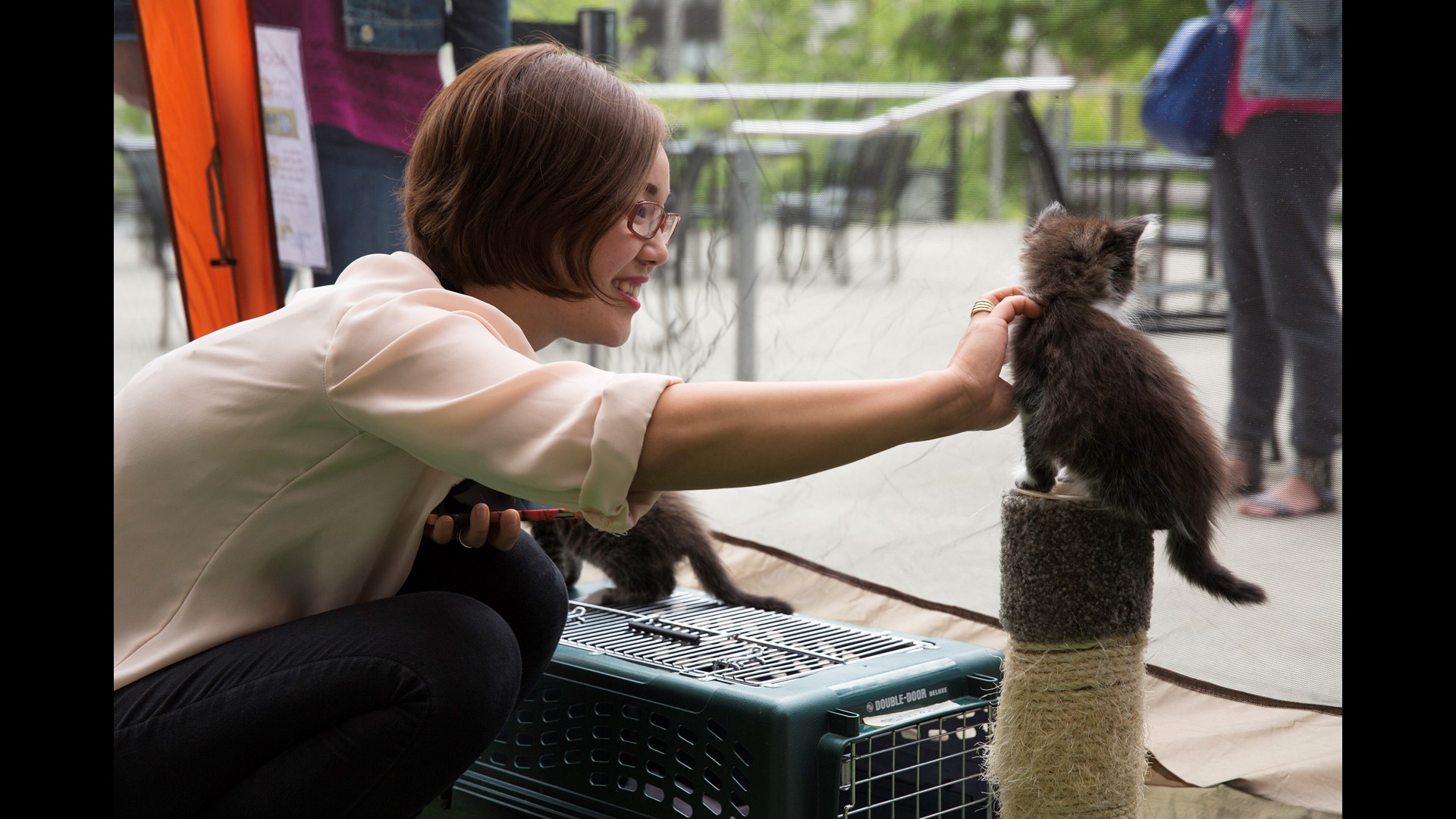 Cats takeover Seattle 'Kitty Hall' for annual adoption event | king5.com