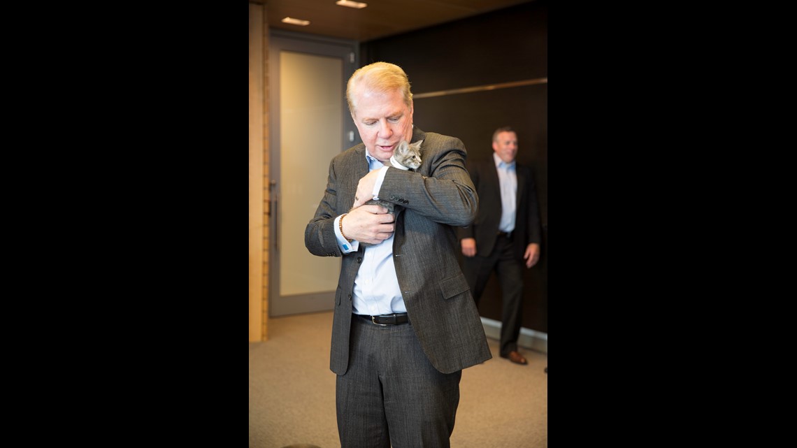 Cats takeover Seattle 'Kitty Hall' for annual adoption event | king5.com