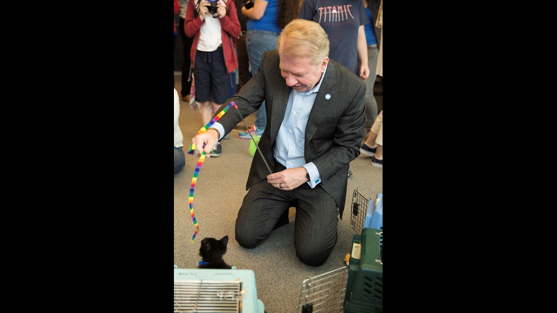 Cats takeover Seattle 'Kitty Hall' for annual adoption event | king5.com