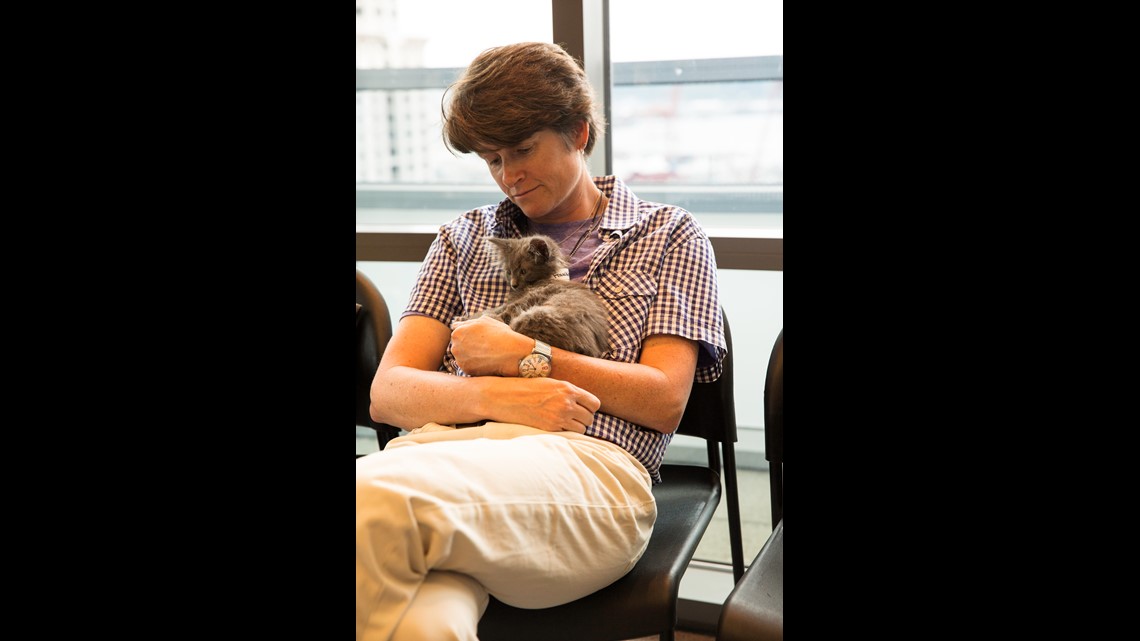 Cats takeover Seattle 'Kitty Hall' for annual adoption event | king5.com