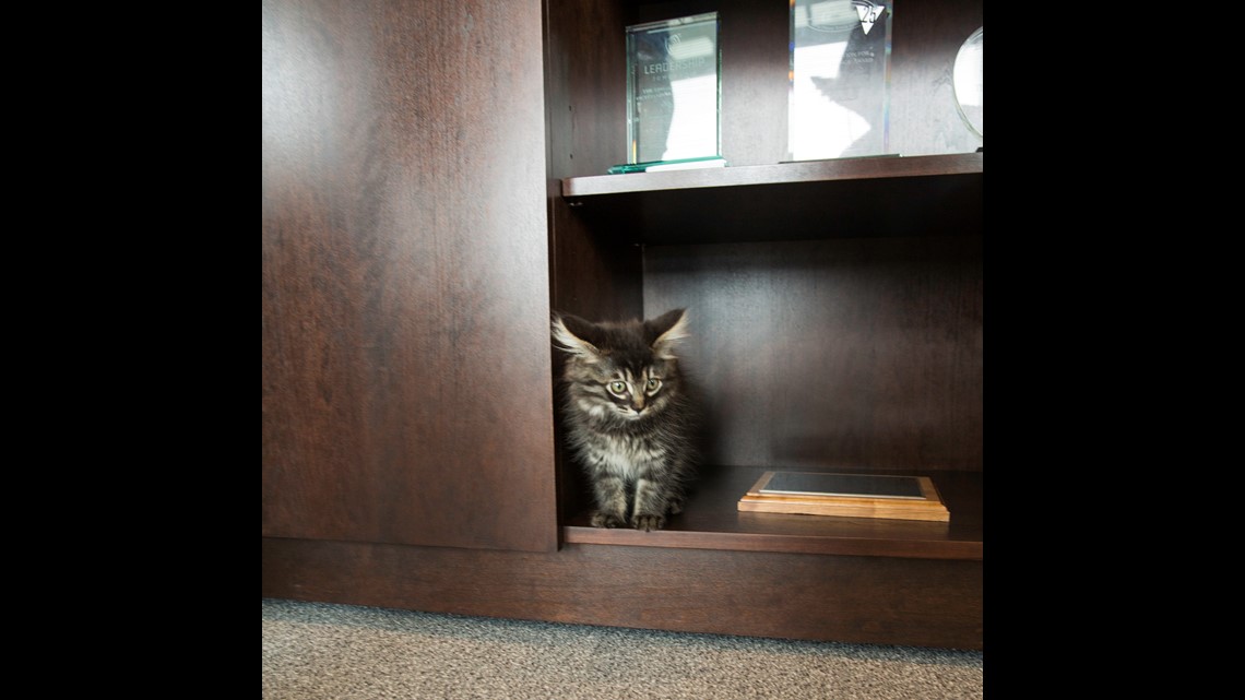 Cats takeover Seattle 'Kitty Hall' for annual adoption event | king5.com