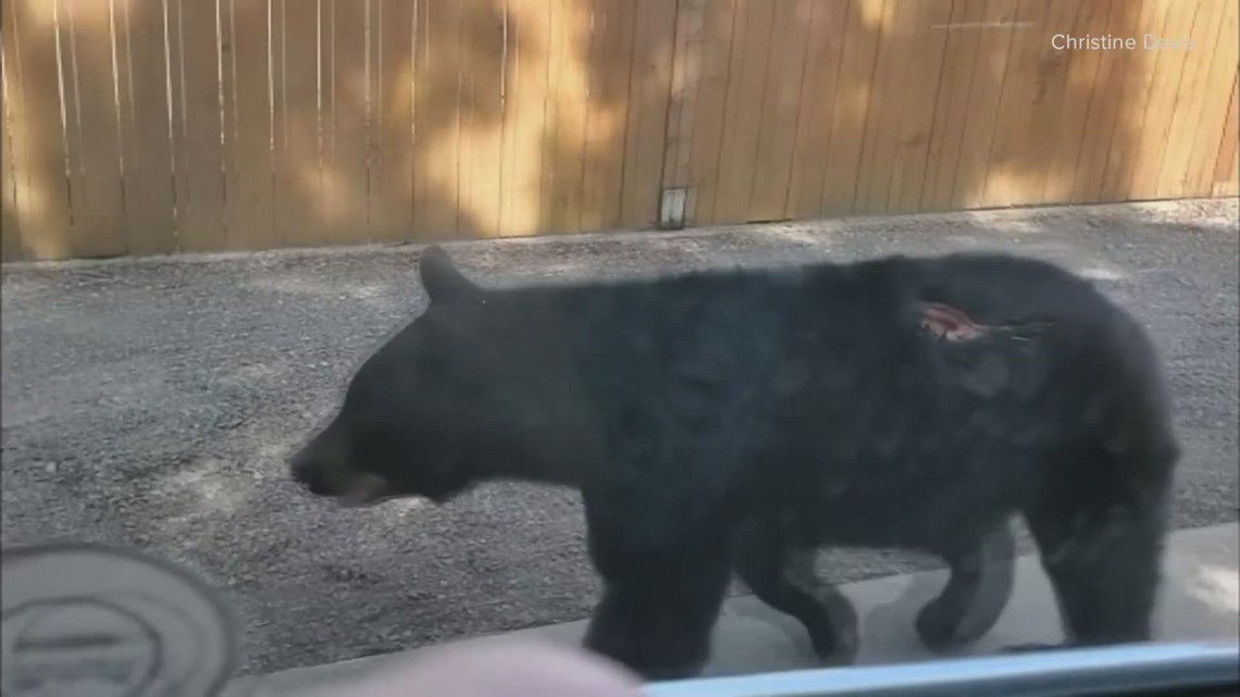 Injured bear spotted in public in Snohomish County retreats back into ...