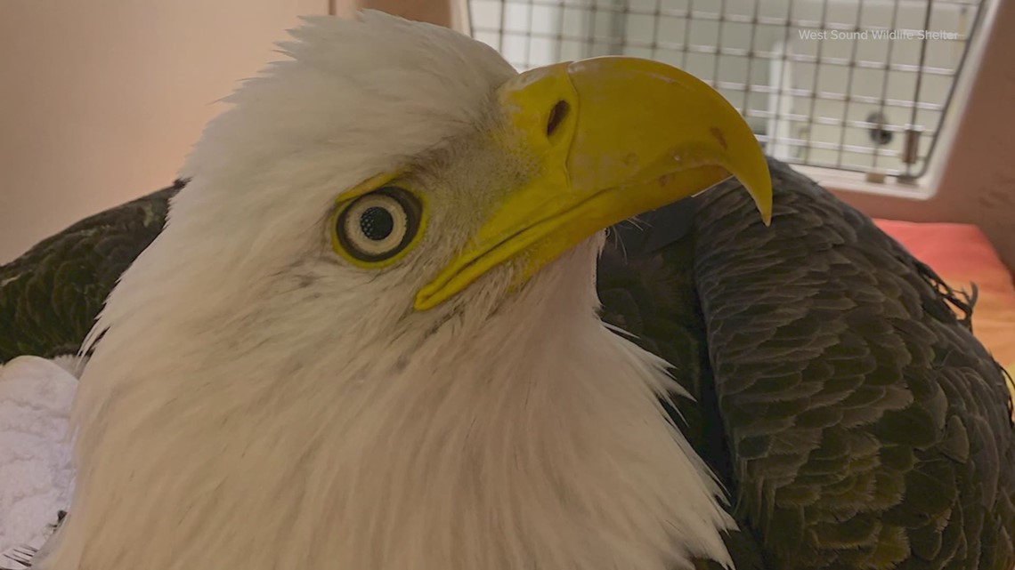 Several Washington bald eagles injured as species stages US comeback ...