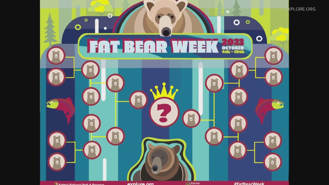 Fat Bear Week arrives with 12 contenders vying for title | king5.com