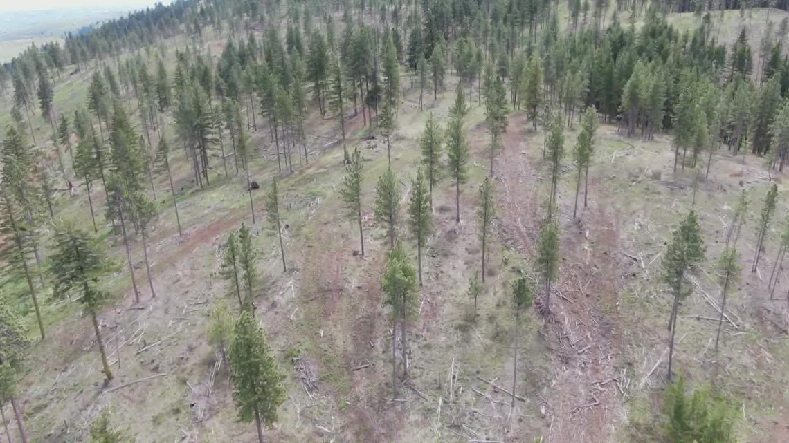 'Keep Washington Evergreen' initiative focuses on health and future of ...