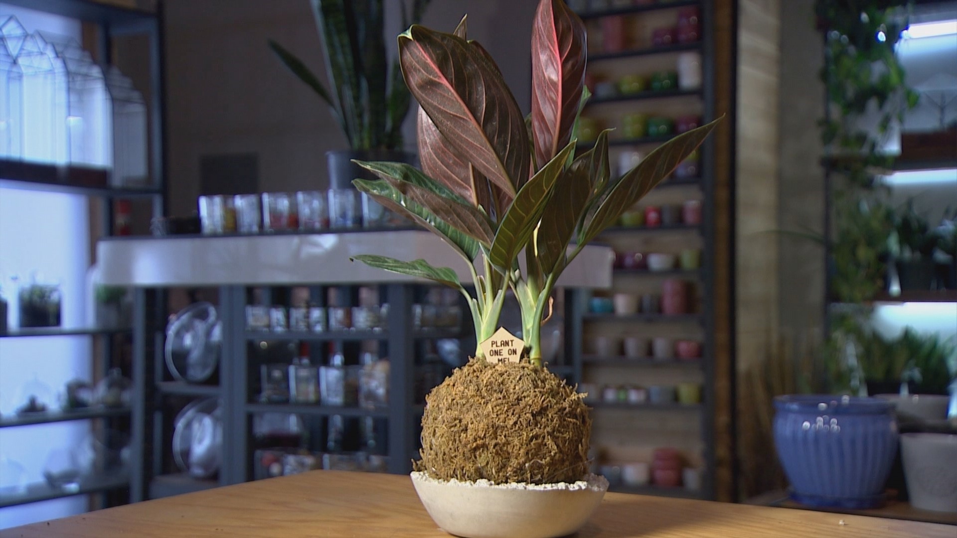 Urban Sprouts, Renton's Boutique Plant Shop | king5.com