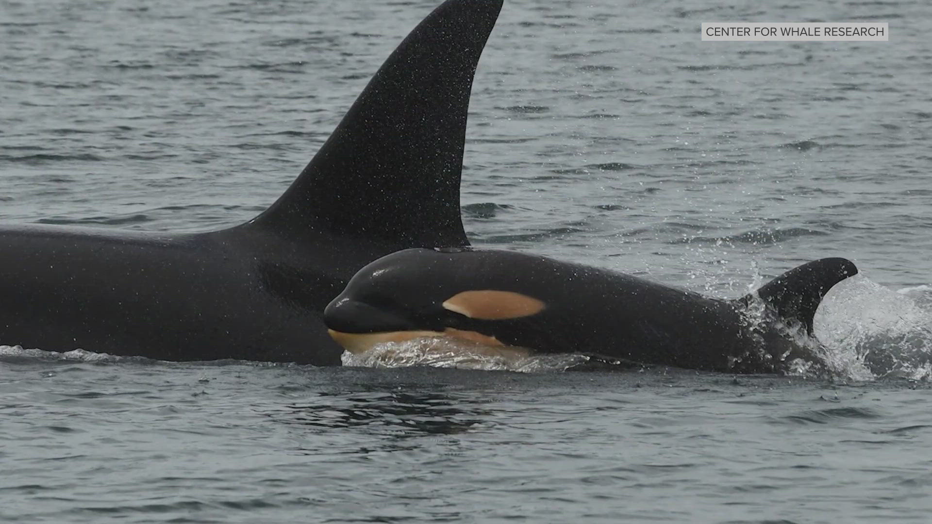 L Pod welcomes new orca calf | king5.com