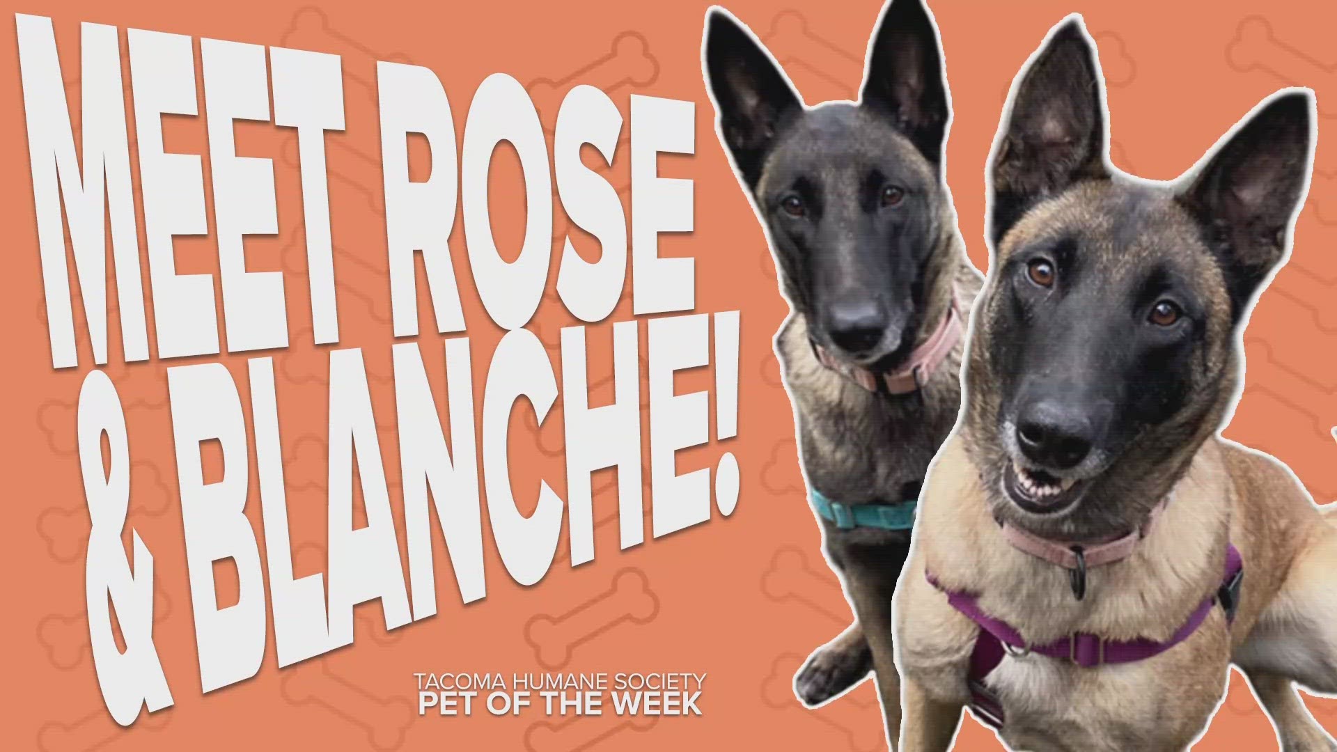 Pet Rescue of the Week: Blanche and Rose | king5.com