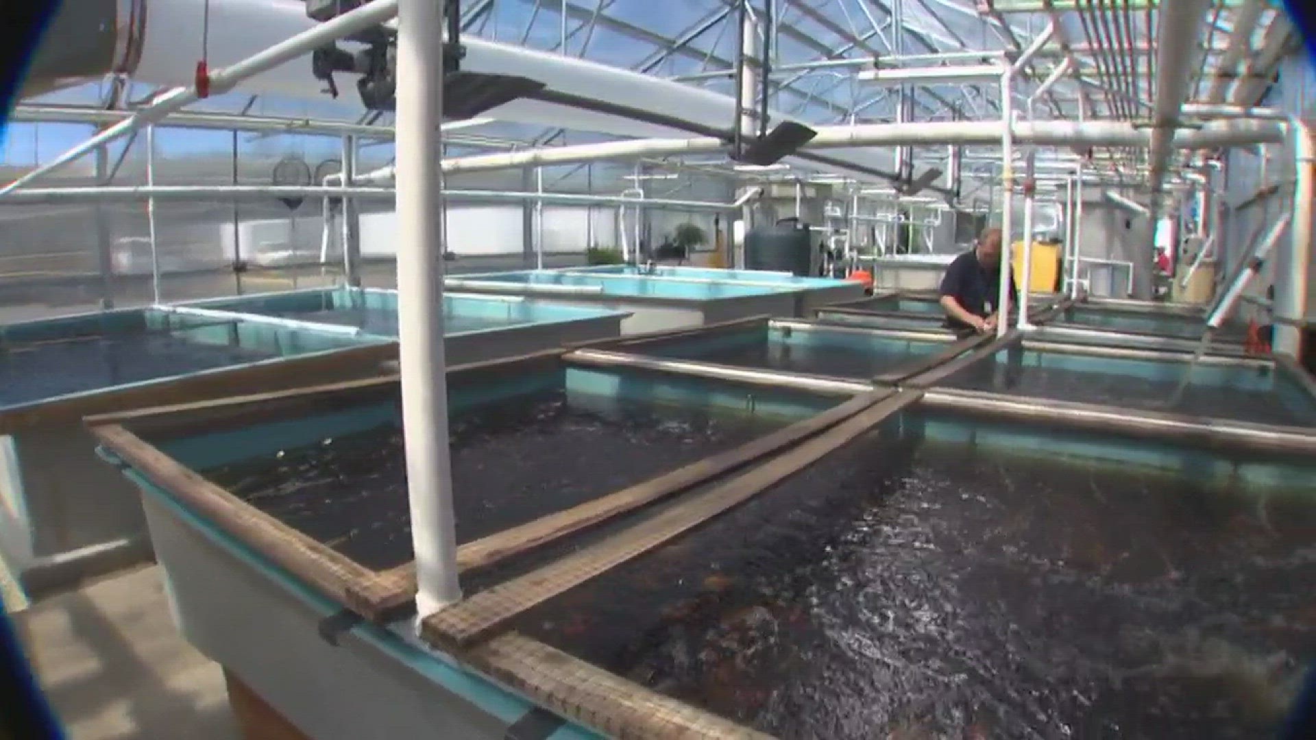 First commercial fish farm proposed for Strait of Juan de Fuca | king5.com