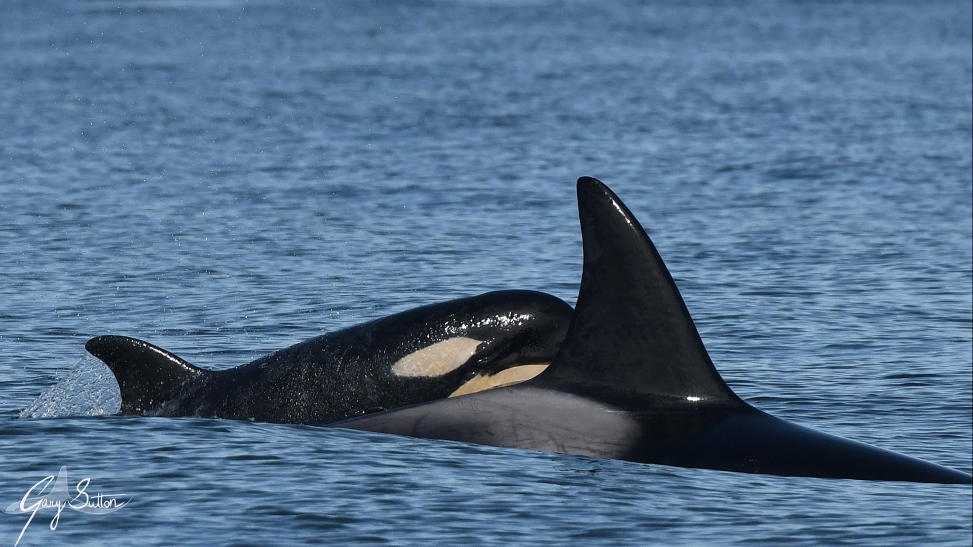 50 Bigg's orcas spotted in Salish Sea | king5.com