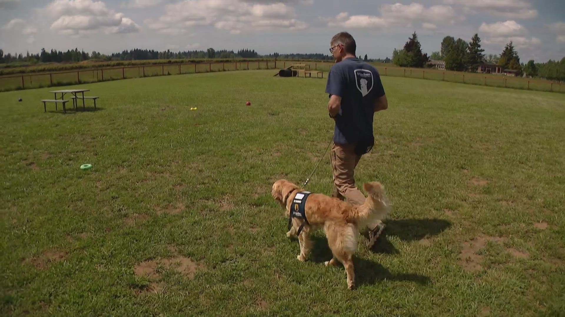 Who will save the service dogs? Cuts threaten a lifeline for veterans ...