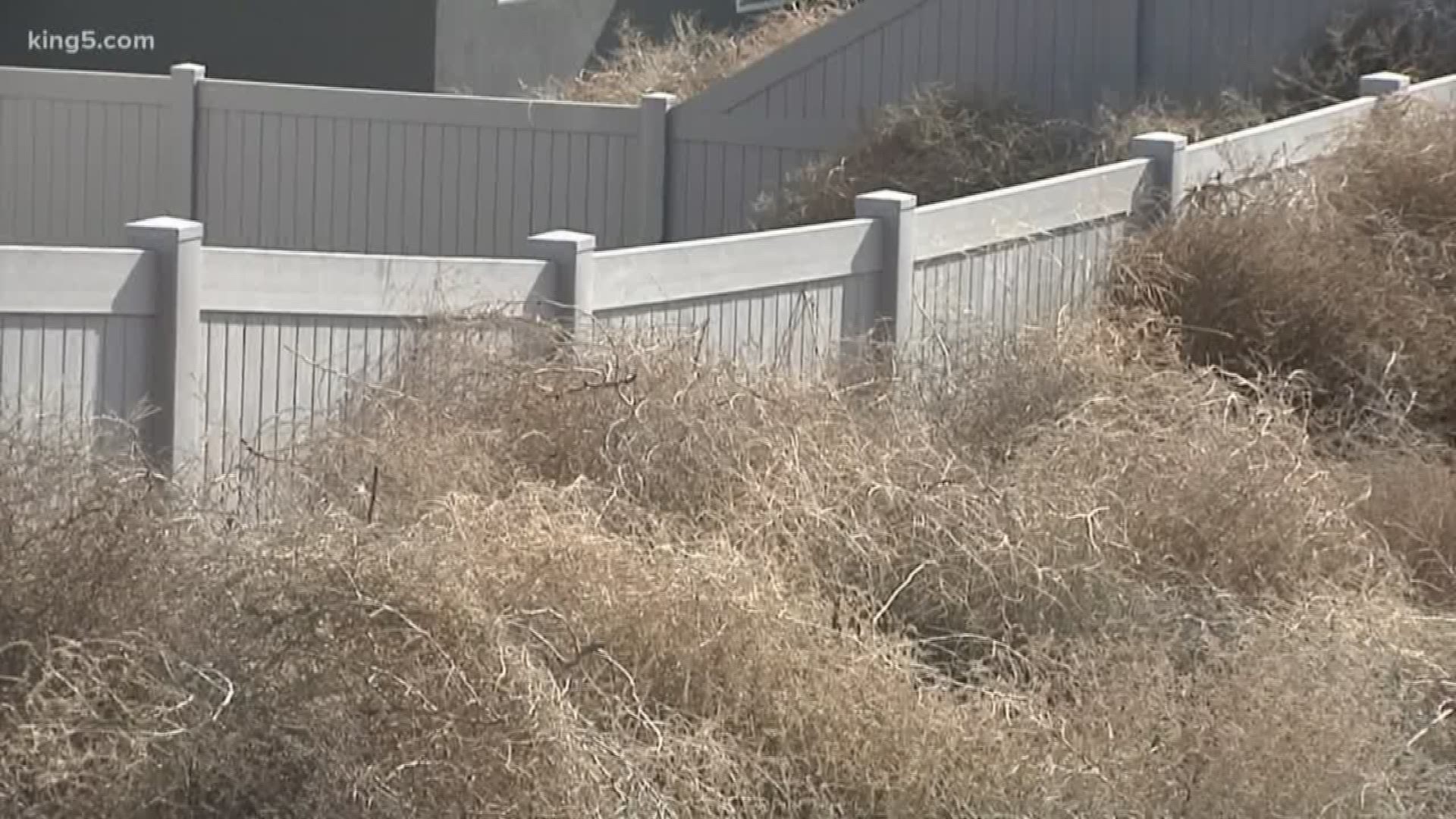 Tumbleweed invasion in Kennewick | king5.com