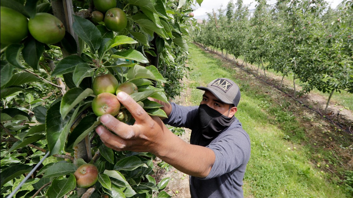Washington farmworkers could get overtime pay under proposal | king5.com