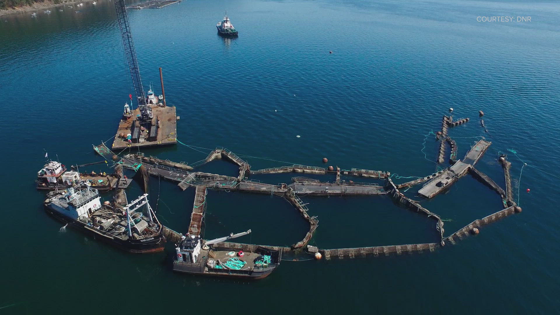 Washington bans commercial net pen fish farming after 2017 collapse ...