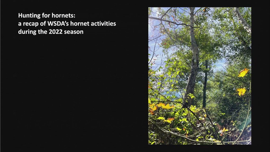 WSDA Pest Program talks northern giant hornets, traps and tracking ...