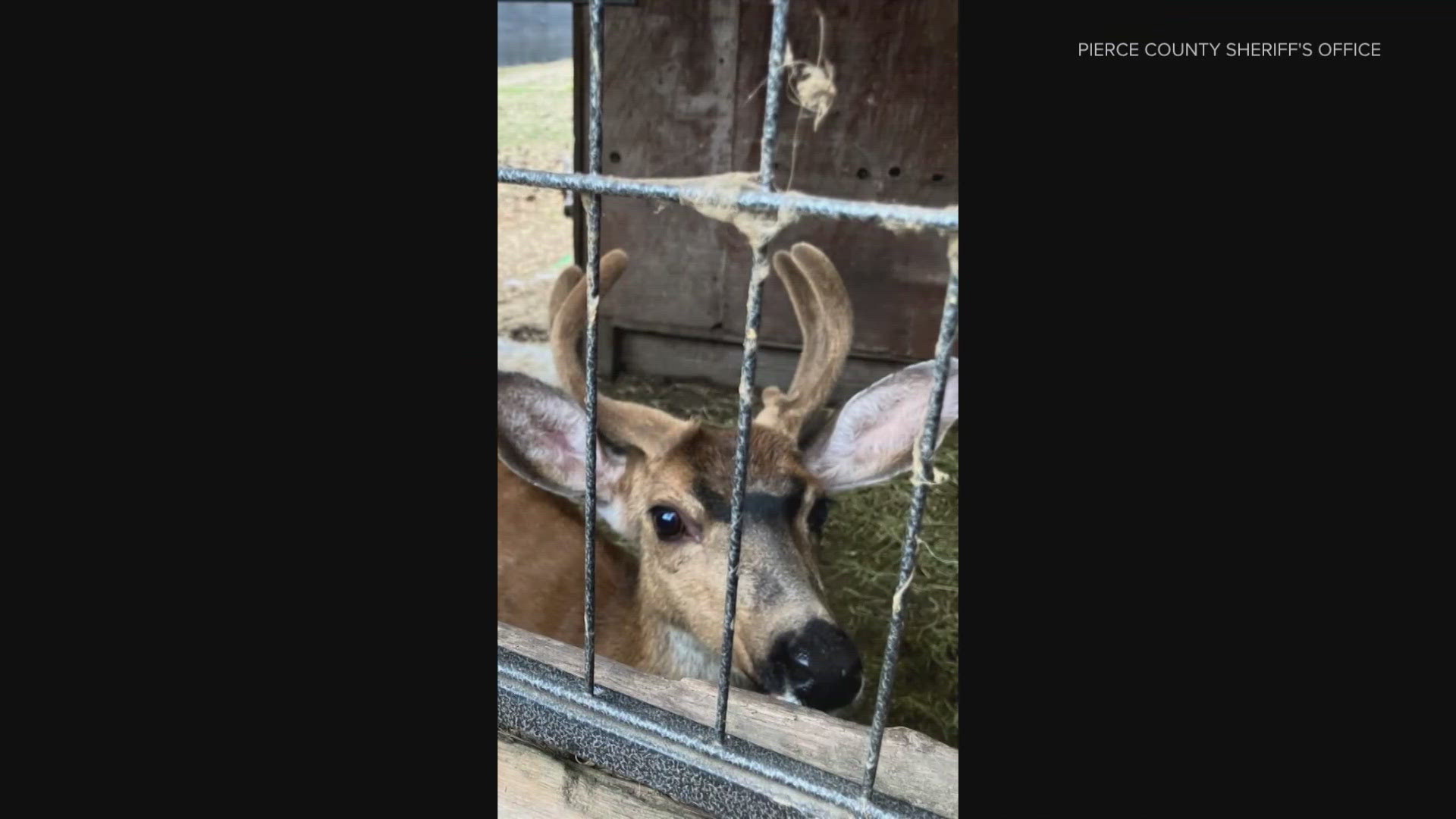 55 neglected animals rescued from Pierce County home | king5.com