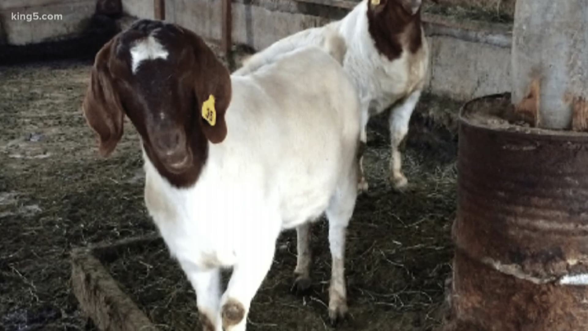 Photos show goat care violations at Redmond lab | king5.com