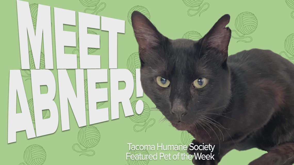 Pet Rescue of the Week: Abner | king5.com