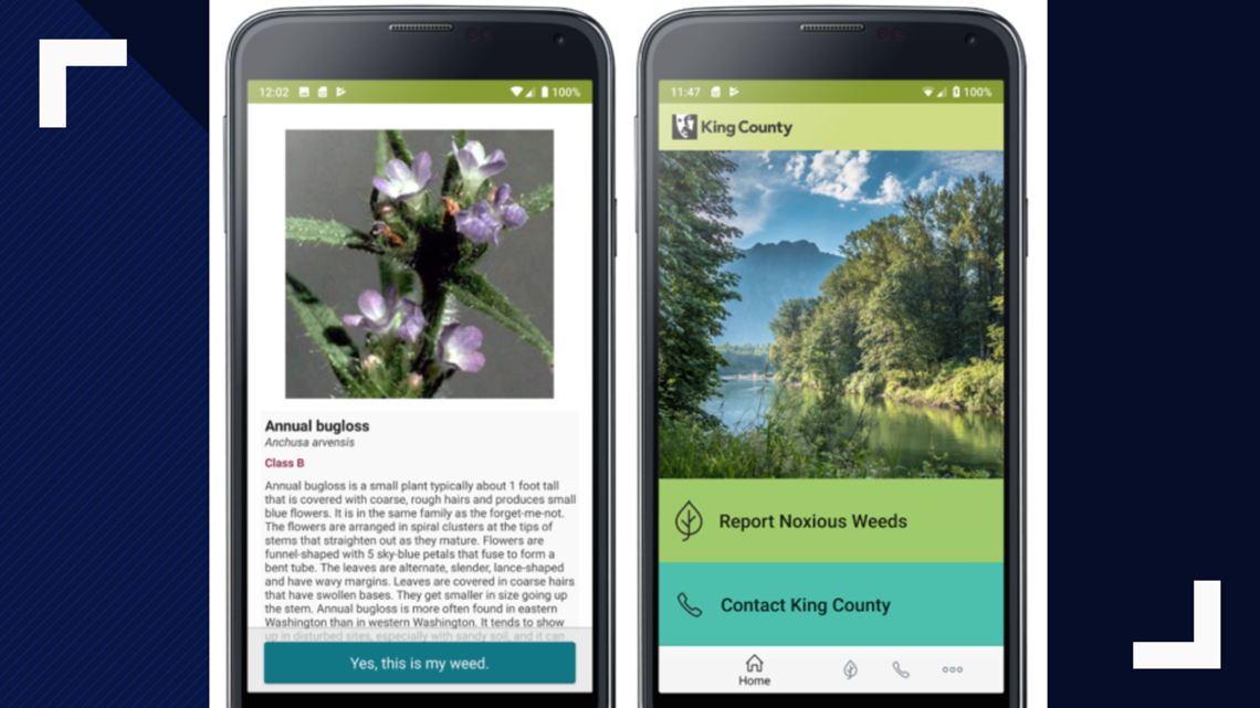 King County and Microsoft partner on noxious weeds app | GeekWire ...