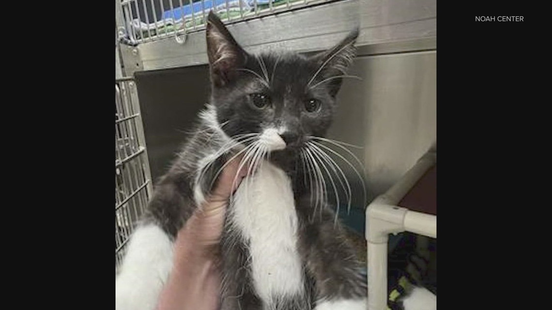 NOAH animal shelter in Stanwood to receive over 30 cats, kittens from ...