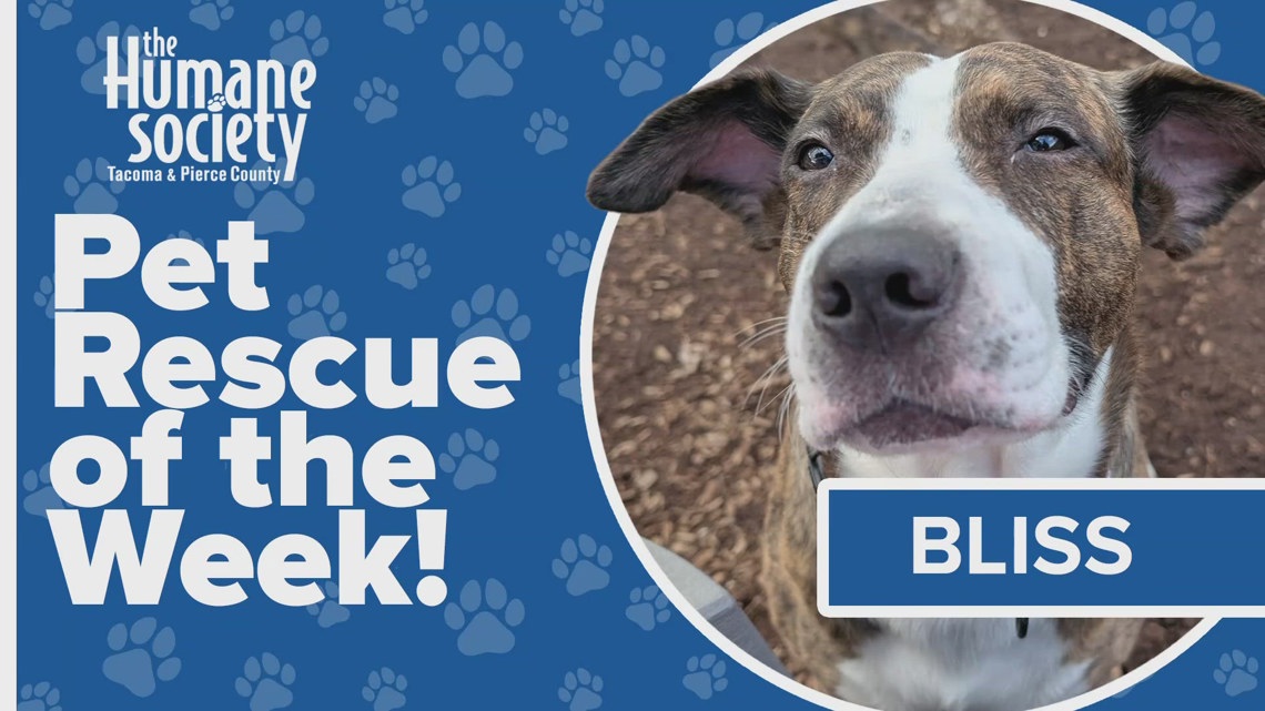 Pet Rescue of the Week: Bliss | king5.com