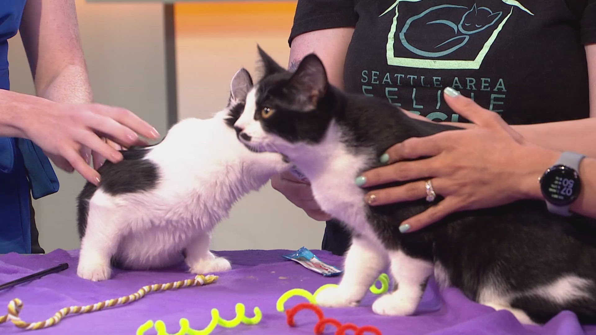 Nine Lives Gala: 'Paw-fect' way to support Seattle animal-saving ...