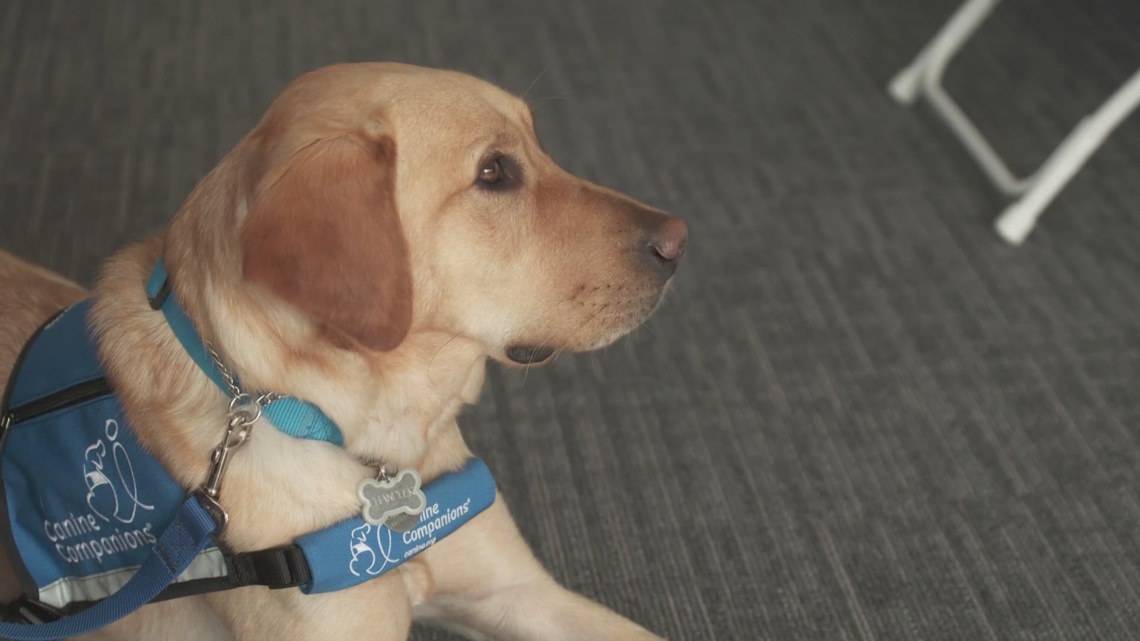 Newest Canine Companion celebrates graduation in Seattle | king5.com