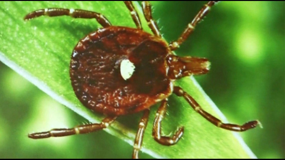 Washington health department wants your ticks to assess population ...