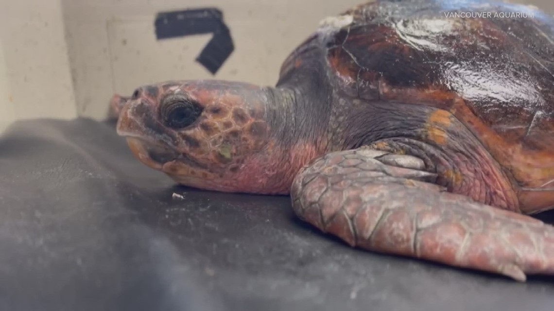 Hypothermic loggerhead turtle rescued from the Salish Sea | king5.com
