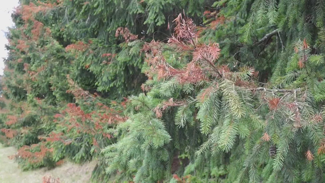 Here's why you should check on the health of your trees before fall ...