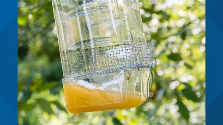 Crews to set at least 1,200 Asian giant hornet traps across Washington ...