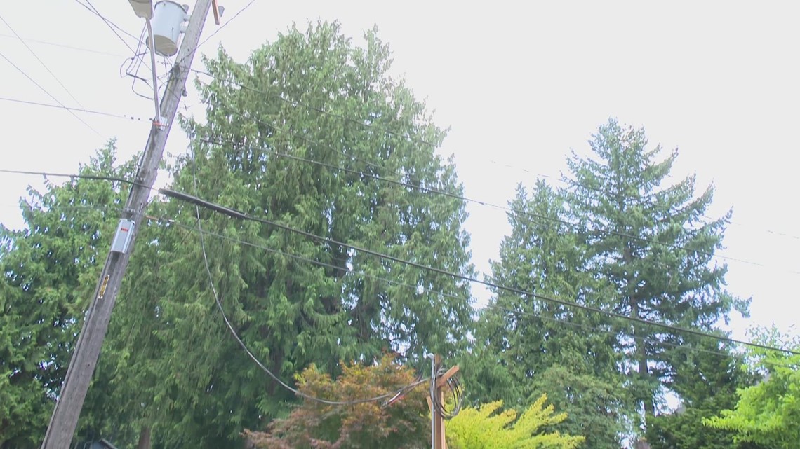 Seattle tree protection ordinance in effect | king5.com
